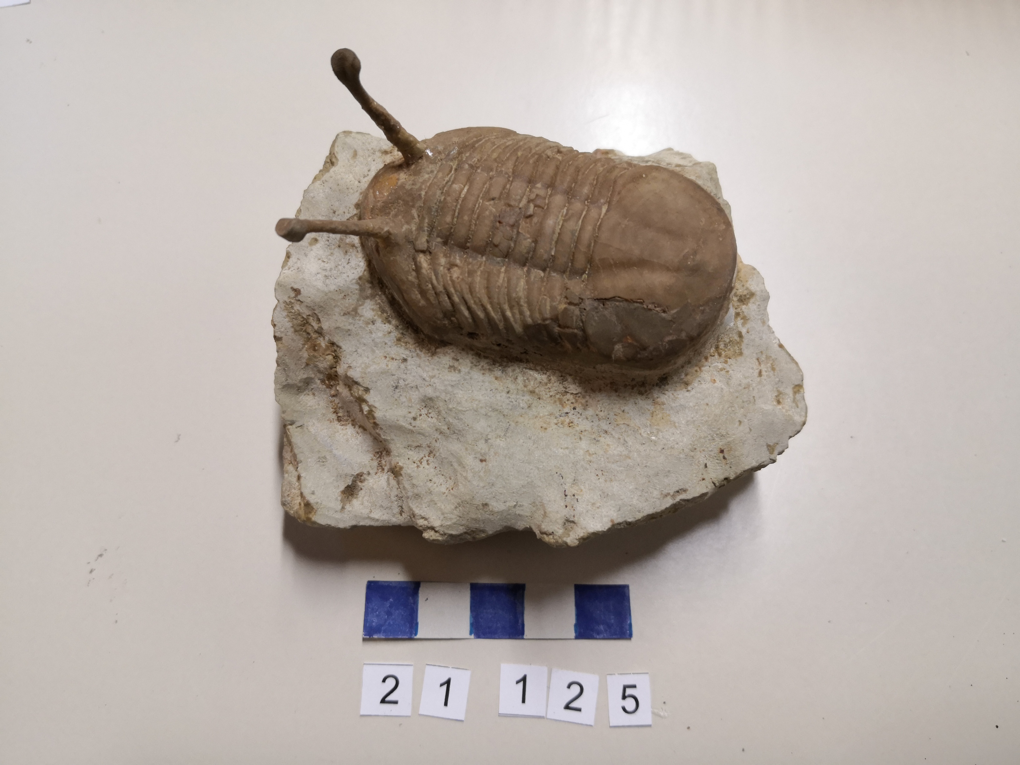 Il museo meta dei paleontologi accoglie 115 trilobiti fossili: vissuti ...
