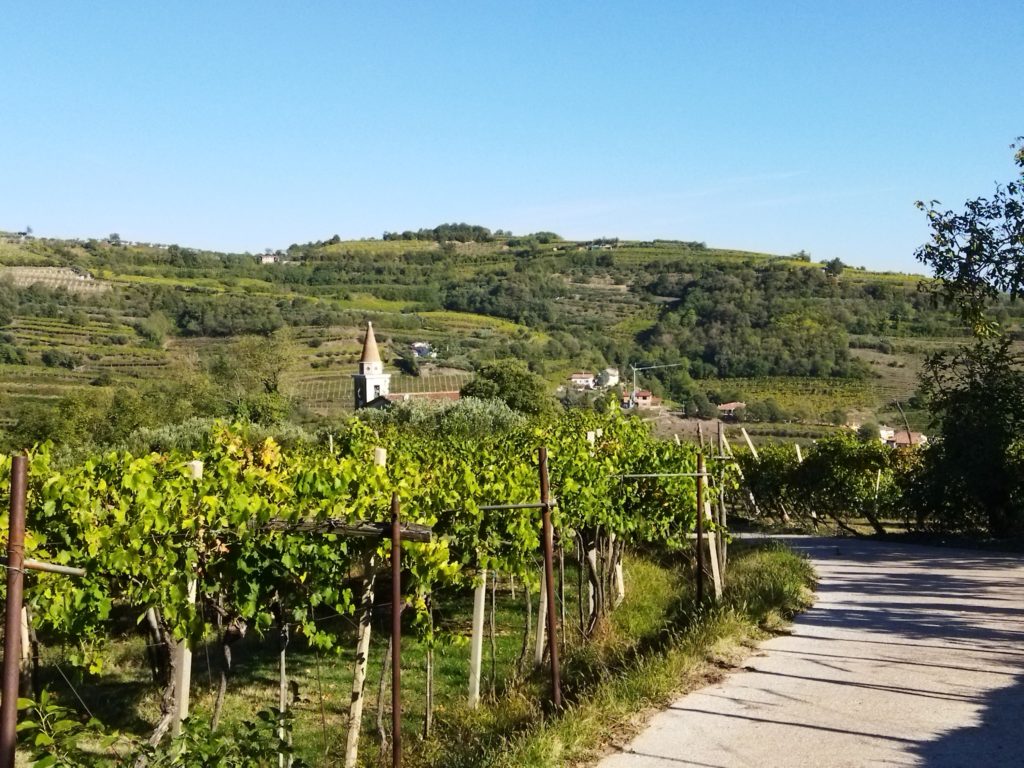 Gambellara: tra i vigneti e la Cava San Marco - L'Eco Vicentino