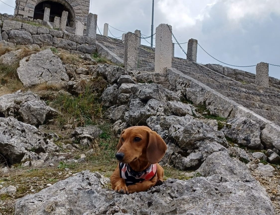 Il bassotto Leo si perde sul Monte Cimone. Poi rimane "di vedetta" per ...