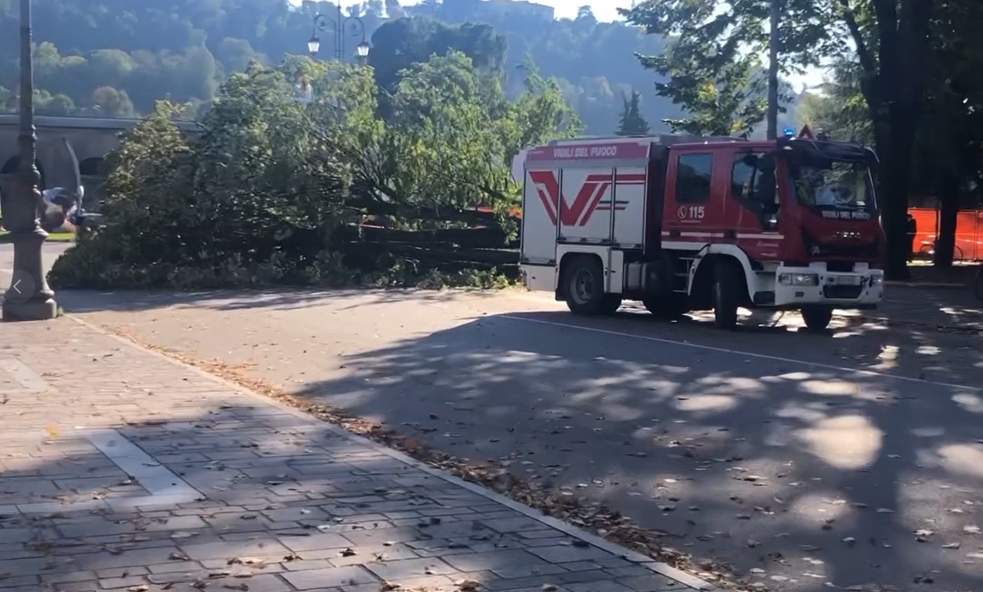 Un grande albero è caduto in viale Roma: cinque persone sono rimaste ...