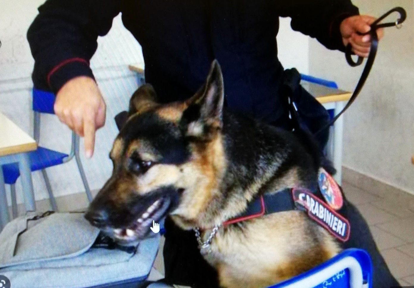 Gli studenti con marijuana in tasca non "dribblano" Zico, cane ...