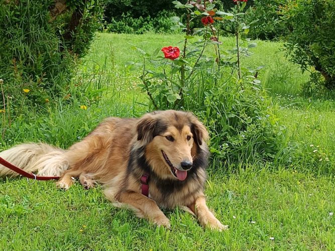 "Ruba le galline": Laika rischia di essere sezionata dal laccio di ...
