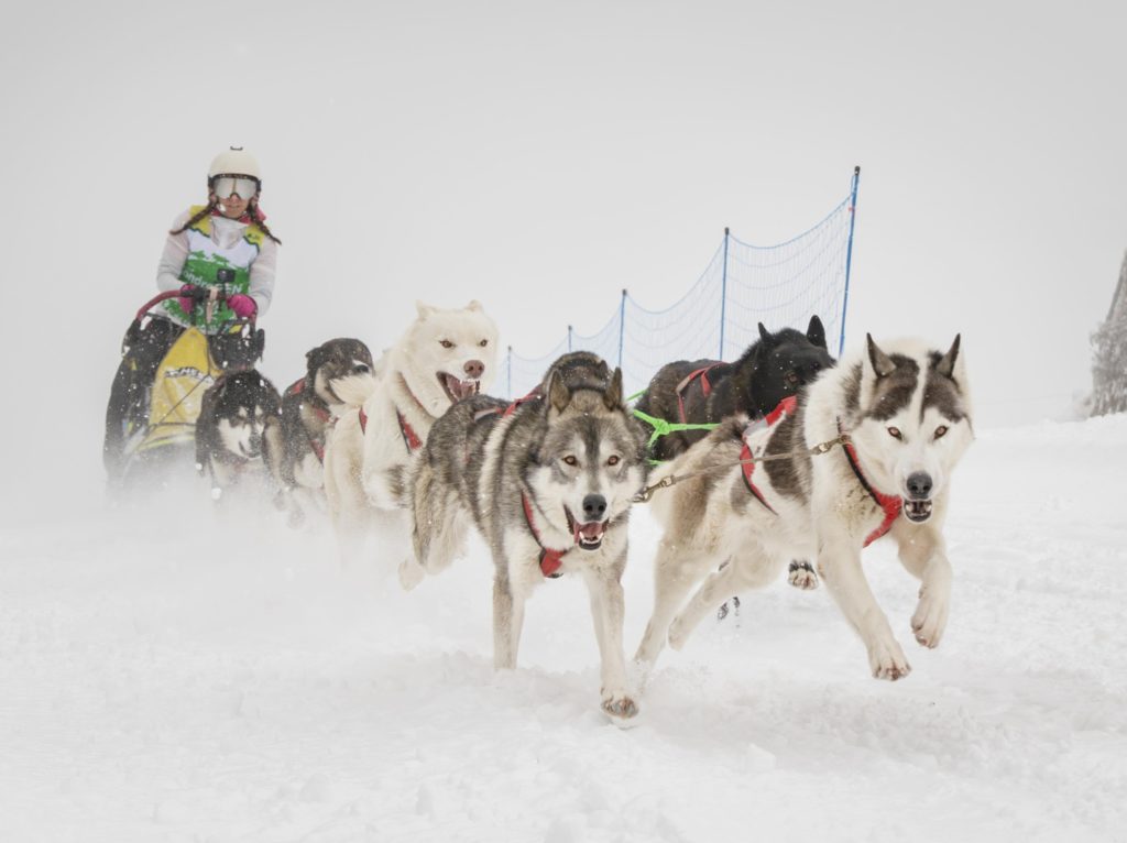 Lisa e la sua famiglia husky in spedizione norvegese. Parte la 200 km ...