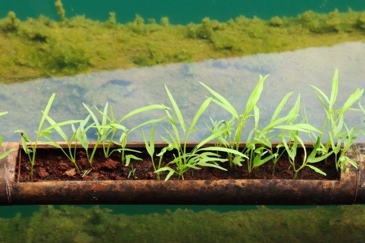 Pfas nei vegetali, la sperimentazione vicentina studiata in Europa - L ...